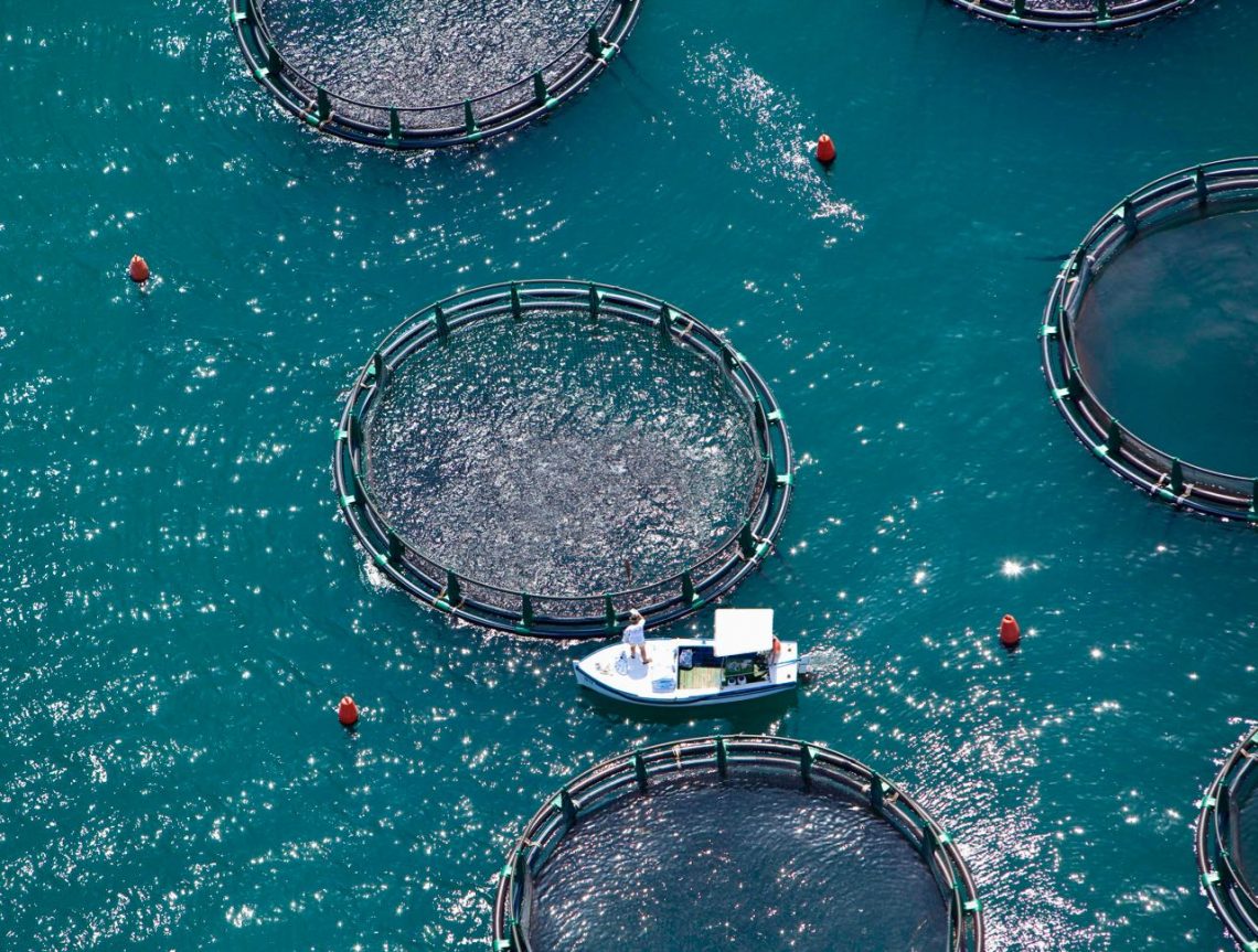 Raising the best farmed fish in the world - Bread classes in ...