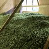 British Hops Herefordshire Grown - Bread classes in Gloucestershire