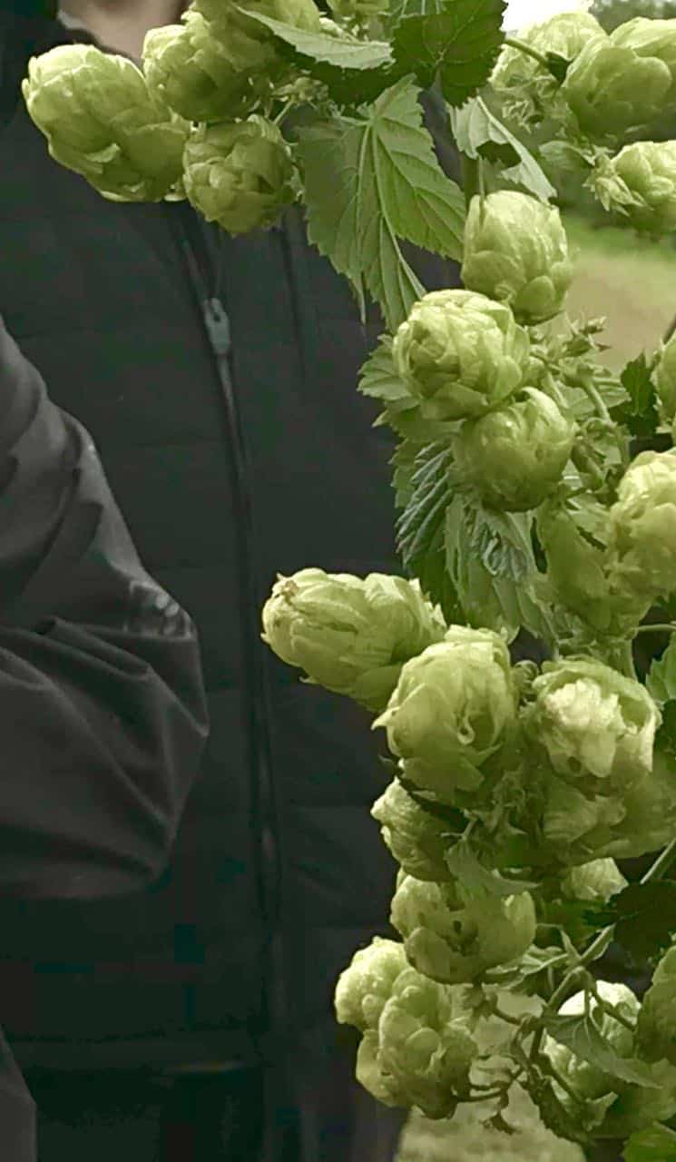 British Hops Herefordshire Grown - Bread classes in Gloucestershire